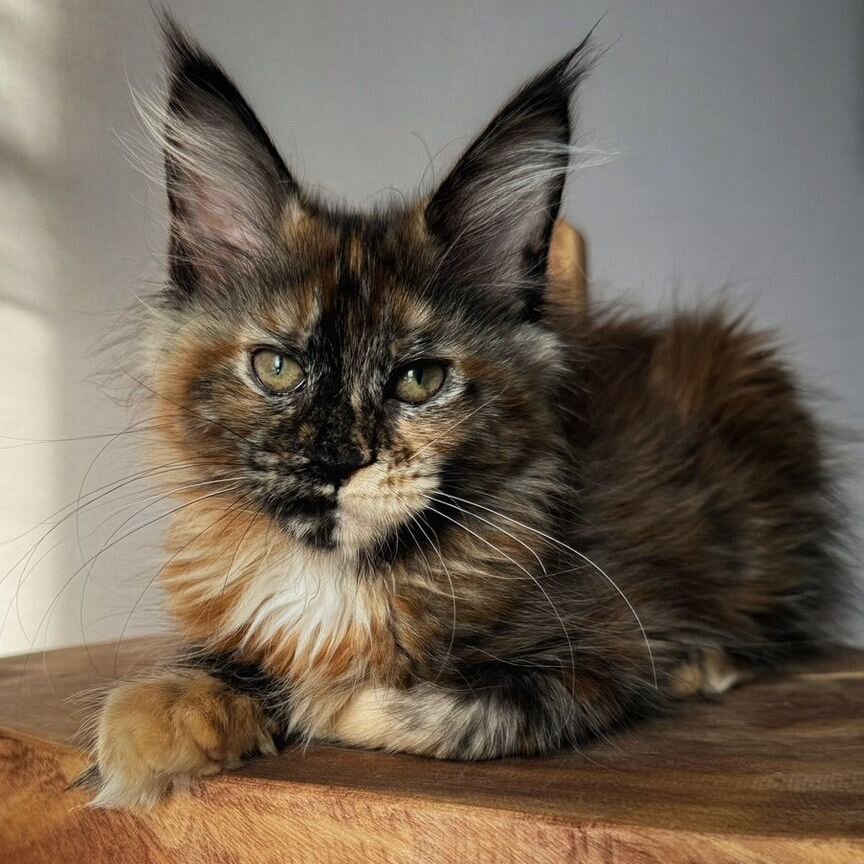 Мейн-кун котёнок