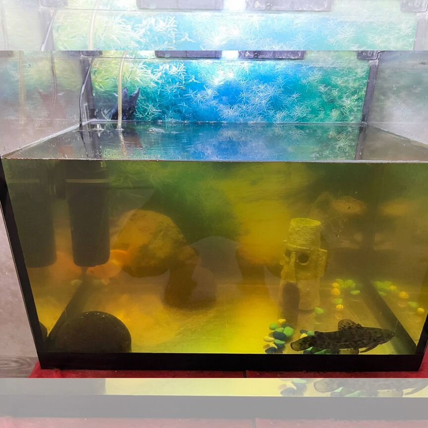 Аквариум с рыбками
