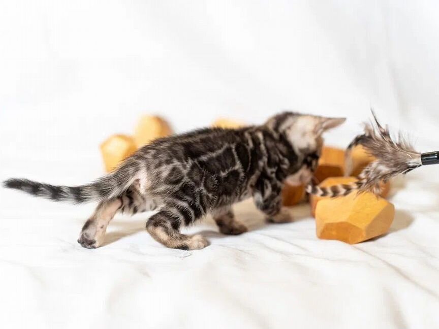 Бенгальская мальчик