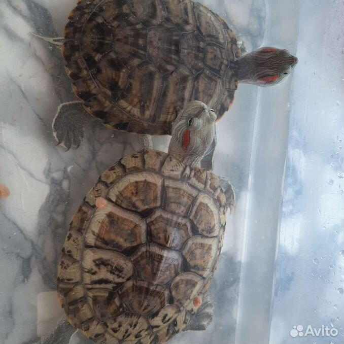 Красноухая черепаха бесплатно