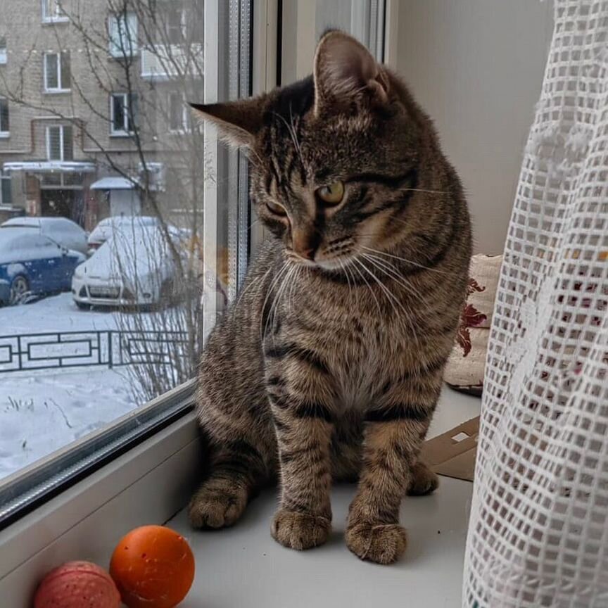 Котик-подросток в добые руки