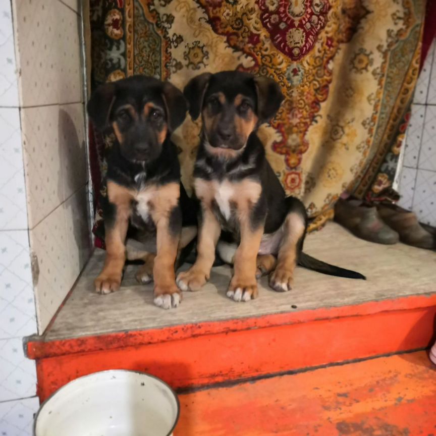 Немецкая овчарка