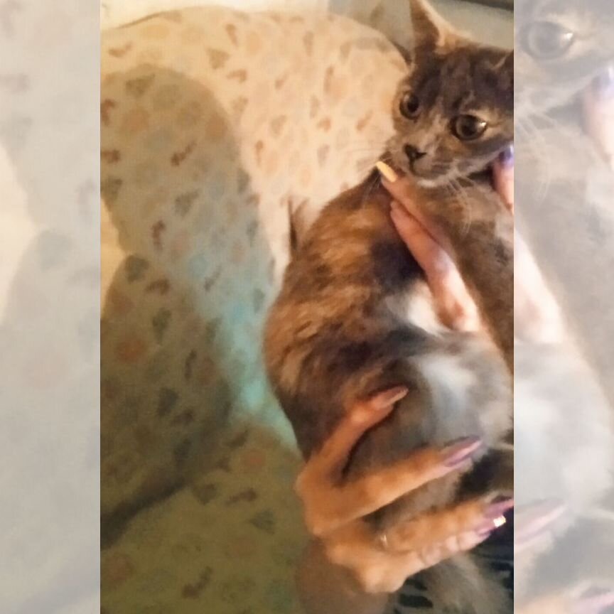 Отдаем котика в добрые руки (бесплатно)