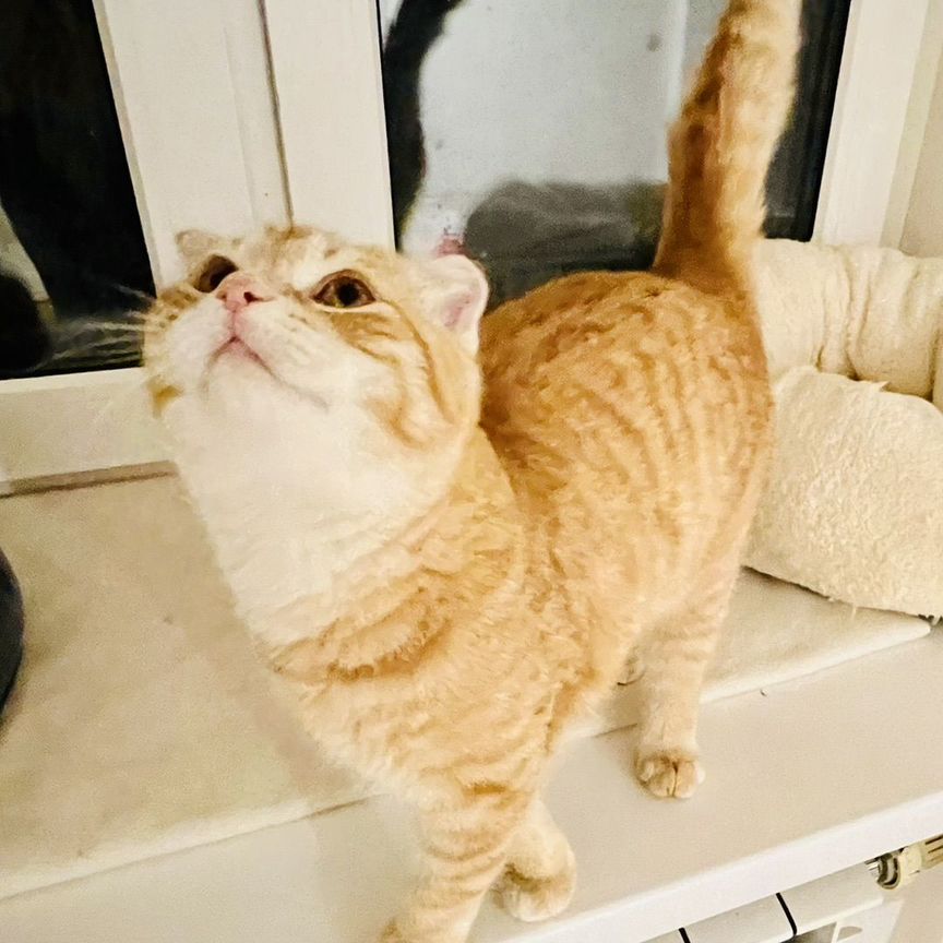 Вислоухий персиково-рыжий мальчик