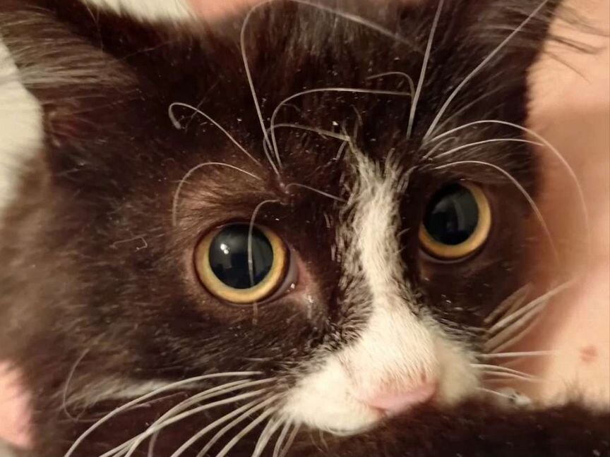 Мишель и Михаэль