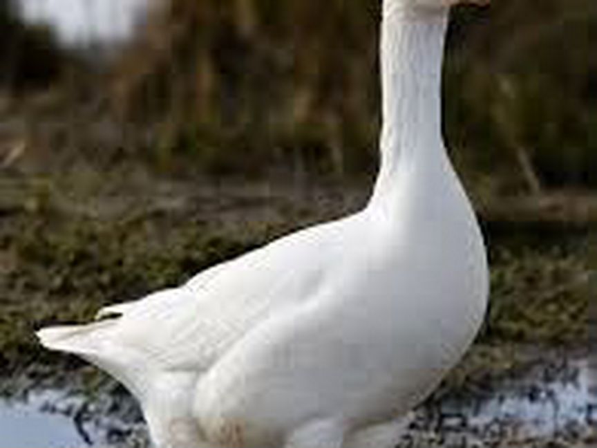 Гуси обмен,продажа