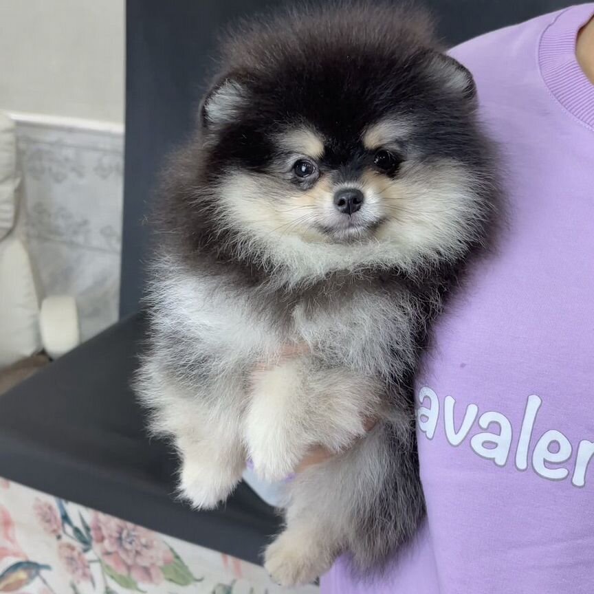Померанский шпиц черно-подпалая малышка
