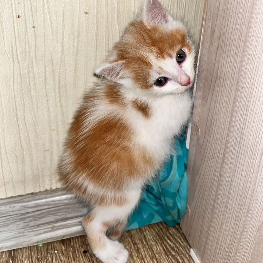 Котёнок в добрые руки