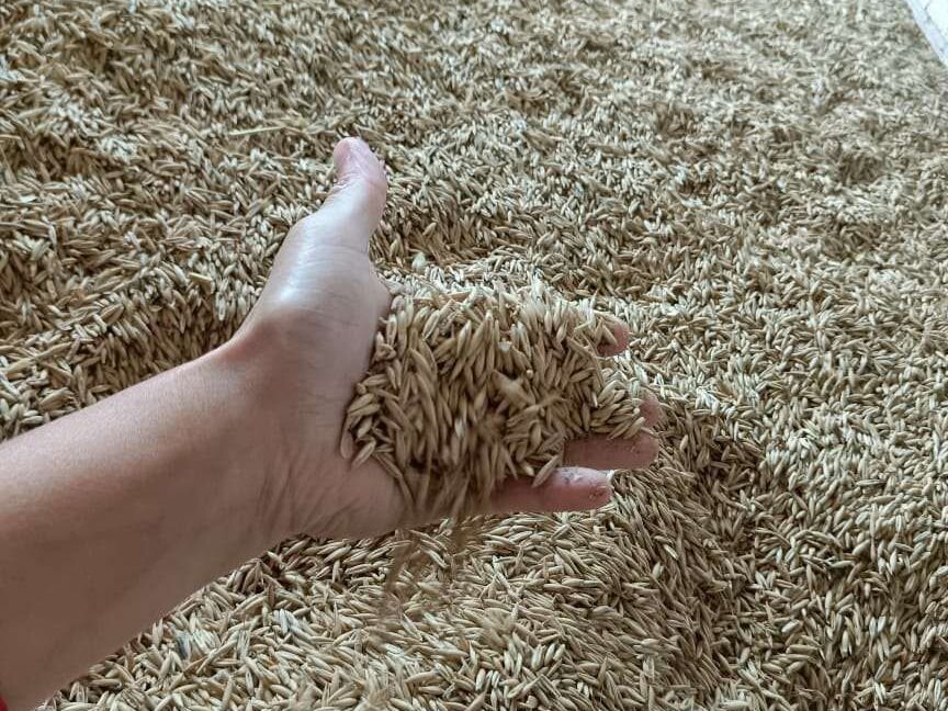 Продам зерно овес