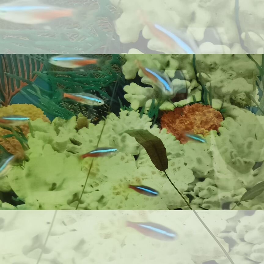 Обменяю рыбок