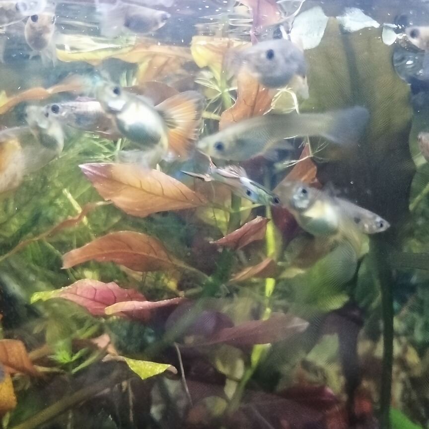 Аквариумные рыбки гуппи