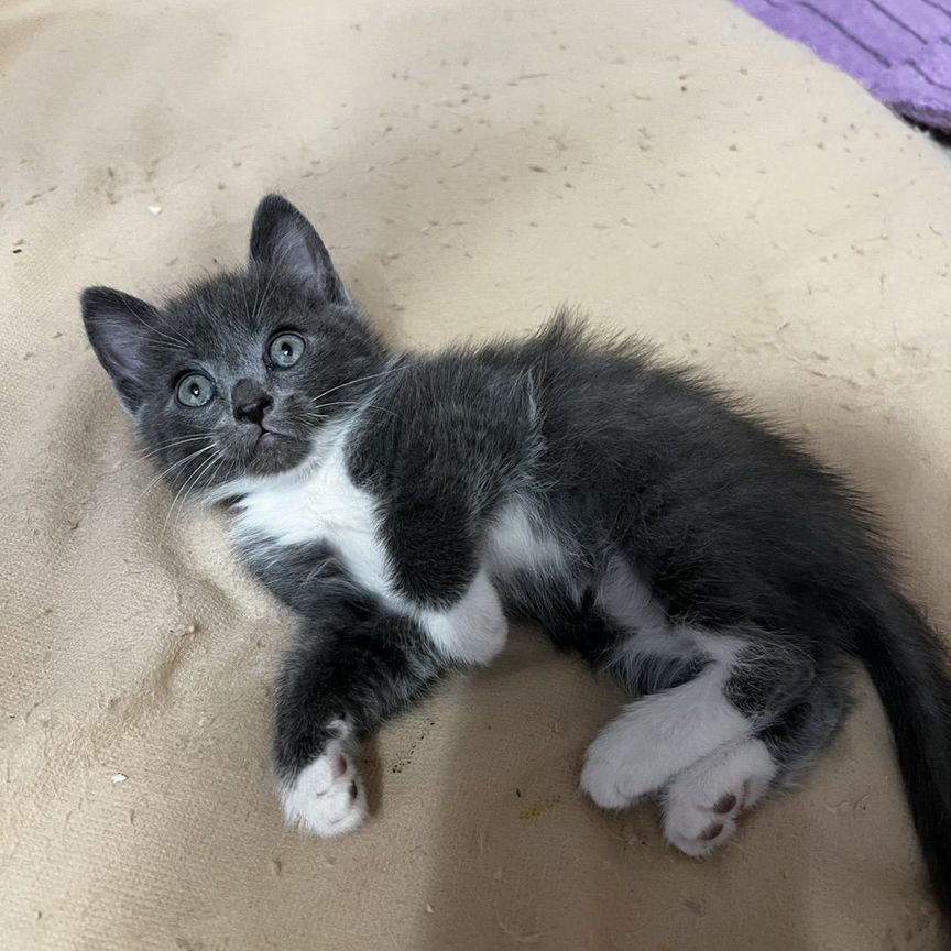 Котёнок в добрые руки