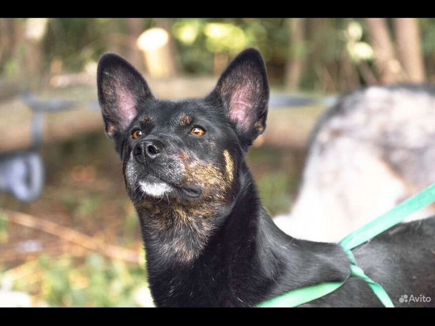 Собака в добрые руки