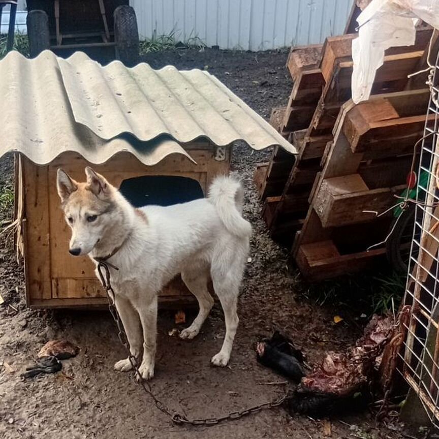 Лайка, щенок