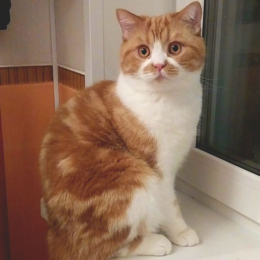 Шотландский красный мраморный