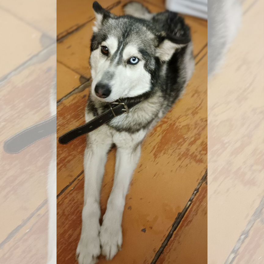 Сибирский хаски, щенок