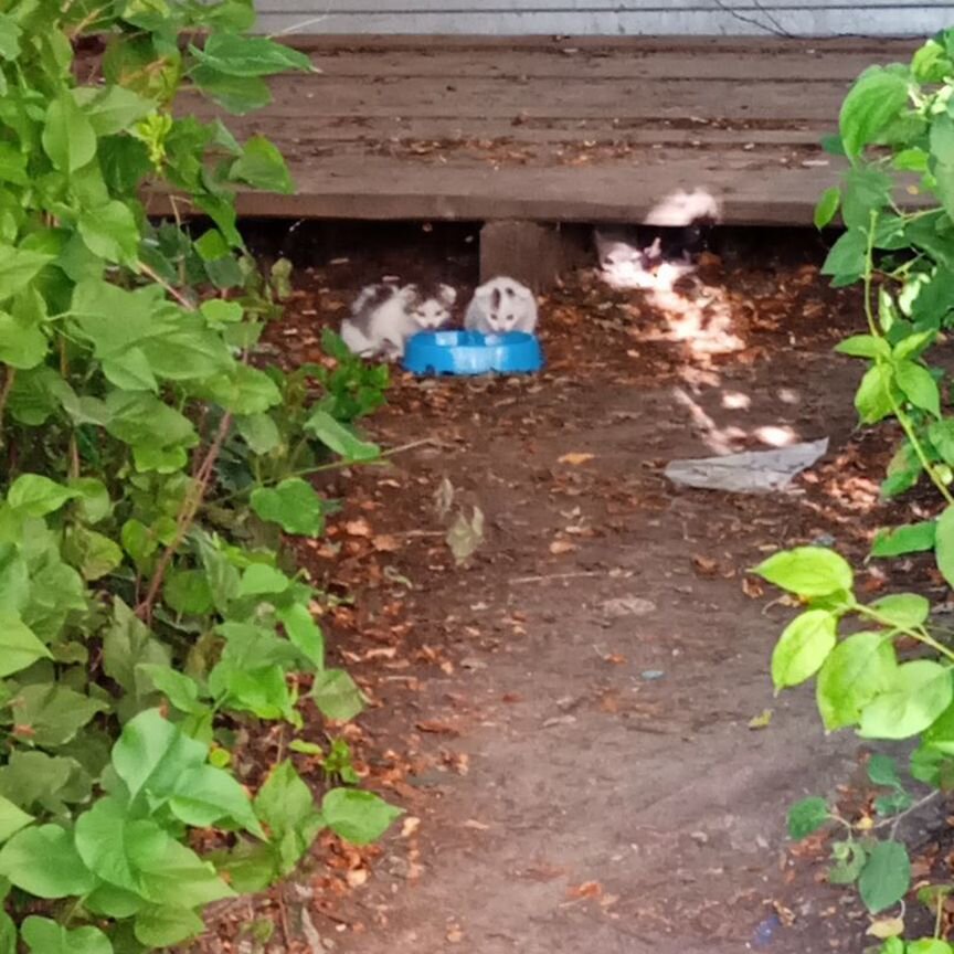 Котята в добрые руки