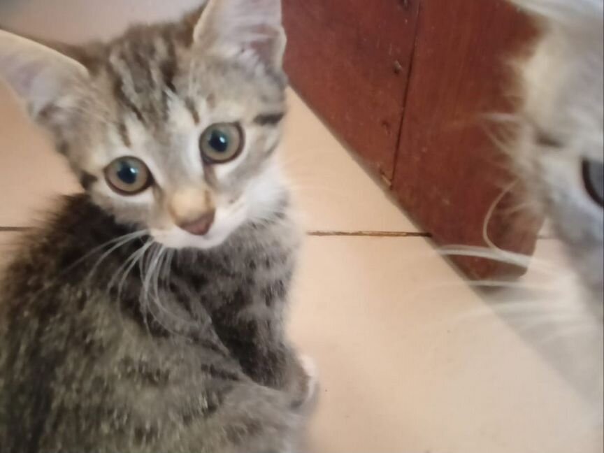 Кошка