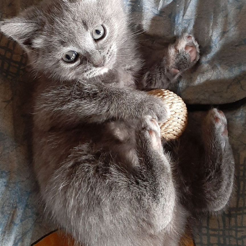 Кошечка