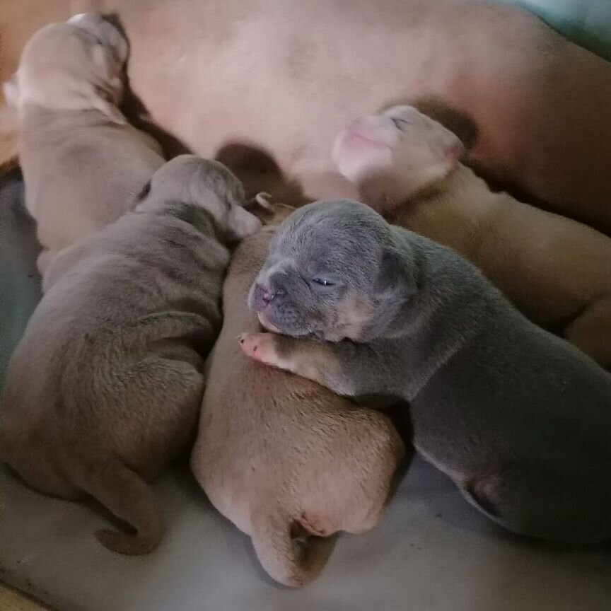 Американский булли покет/стандарт