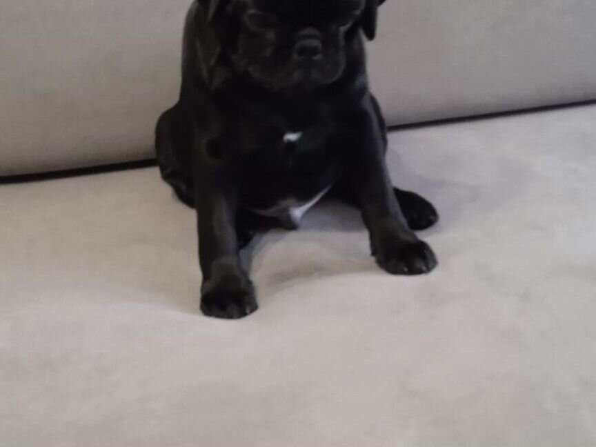 Щенок мопса