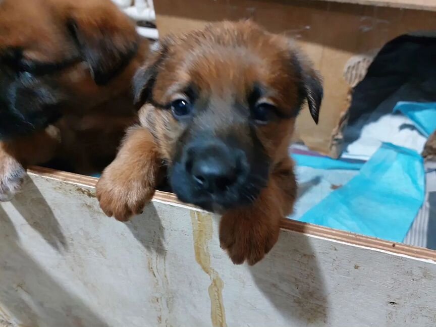 Щенок 1 месяц