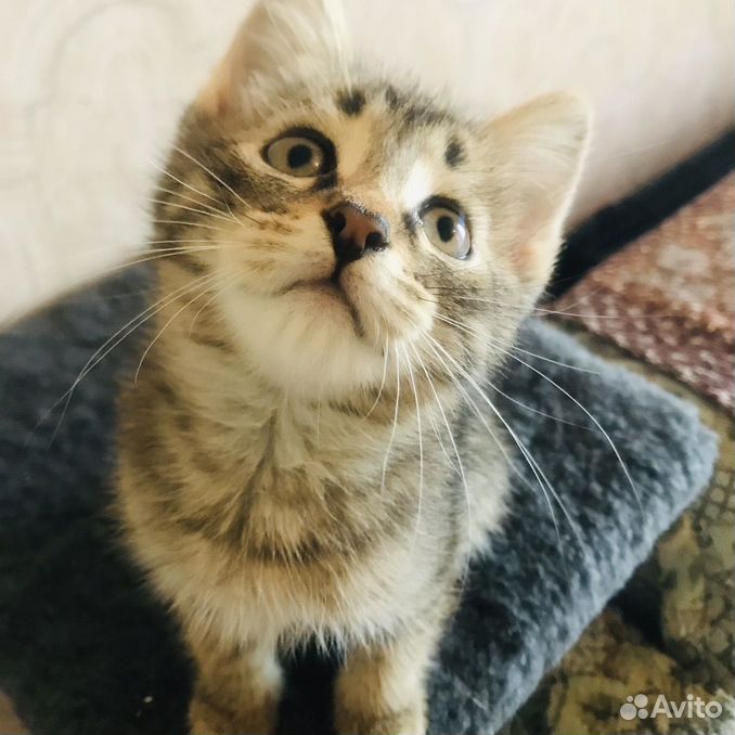 Котик мальчик 2,5 мес