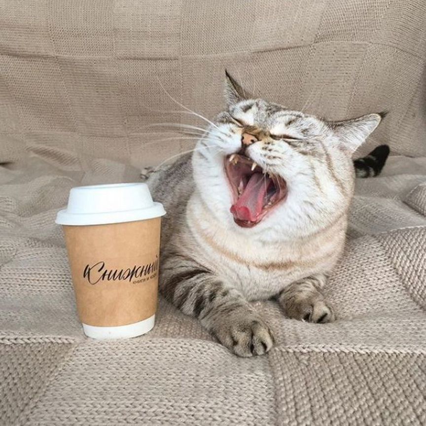 Кофе для котика