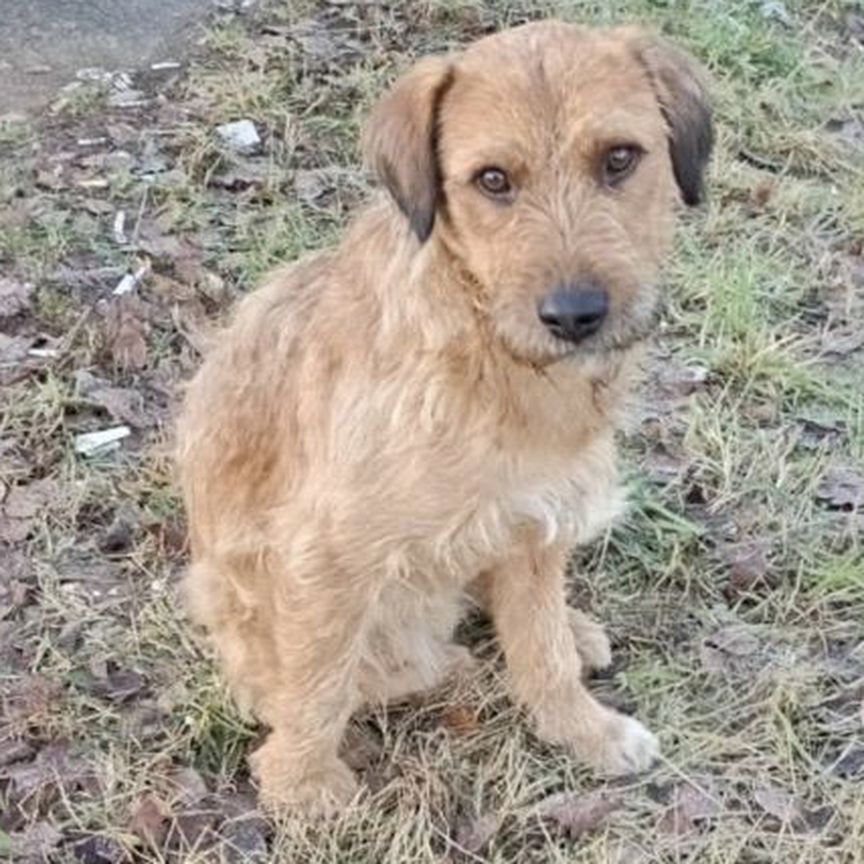 Щенок в добрые руки