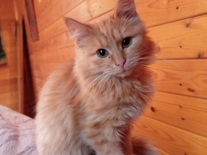 Кошка в дар бесплатно