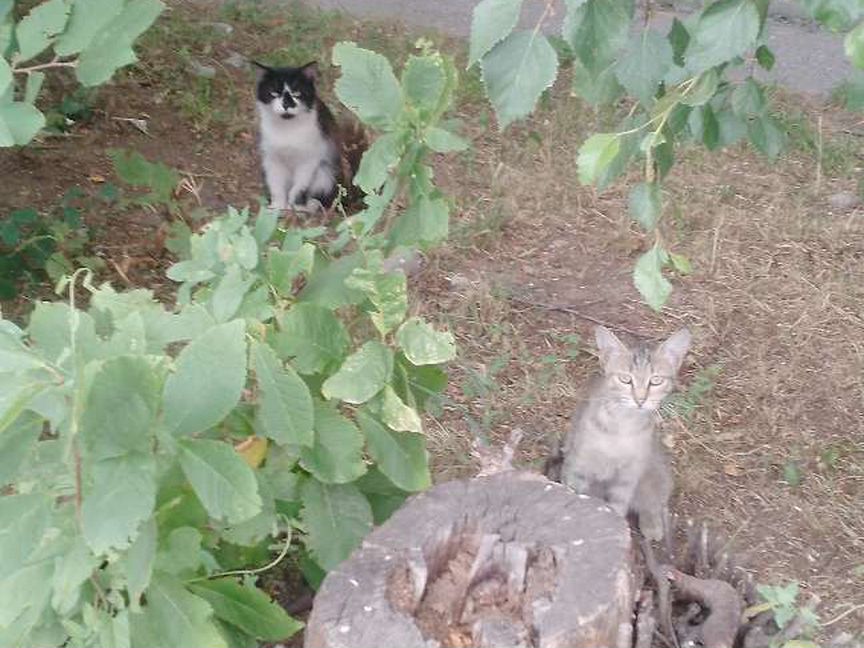 Котята в добрые руки бесплатно
