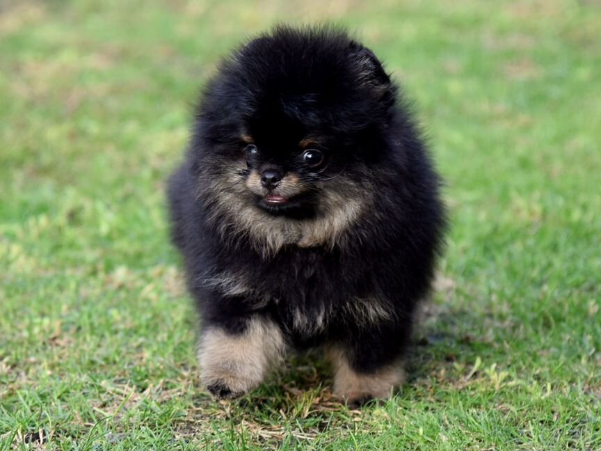 Померанский шпиц