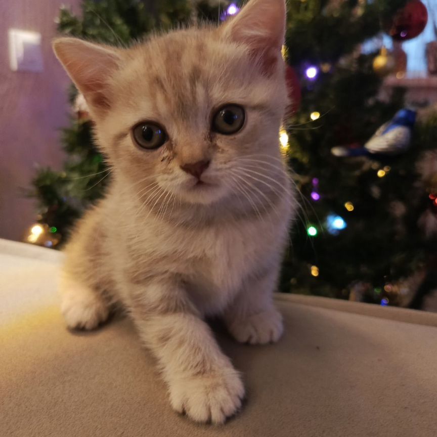 Шотландские мраморные комочки