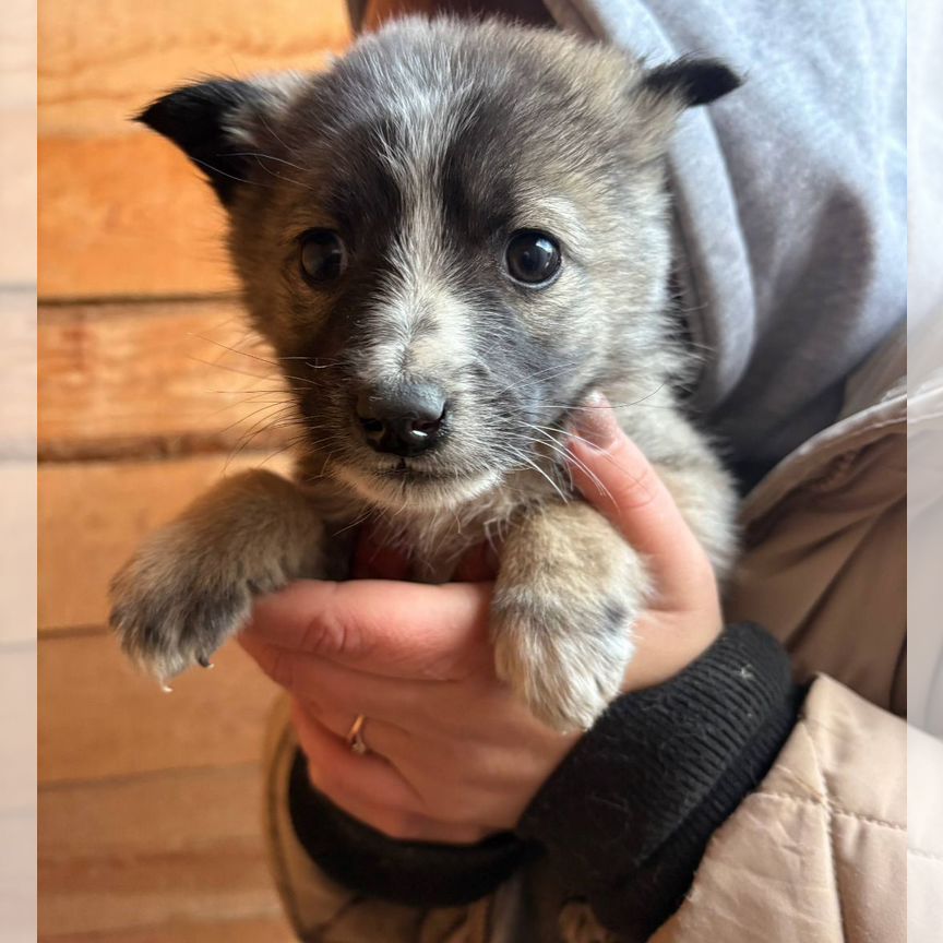 Щенок в добрые руки