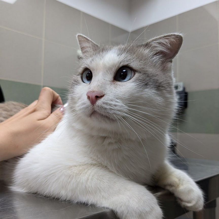 Косенький котик скитался на улице