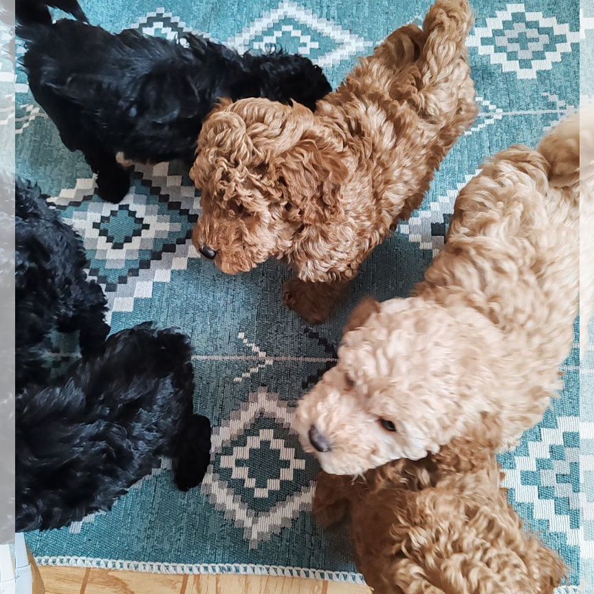 Той-пудель, щенок