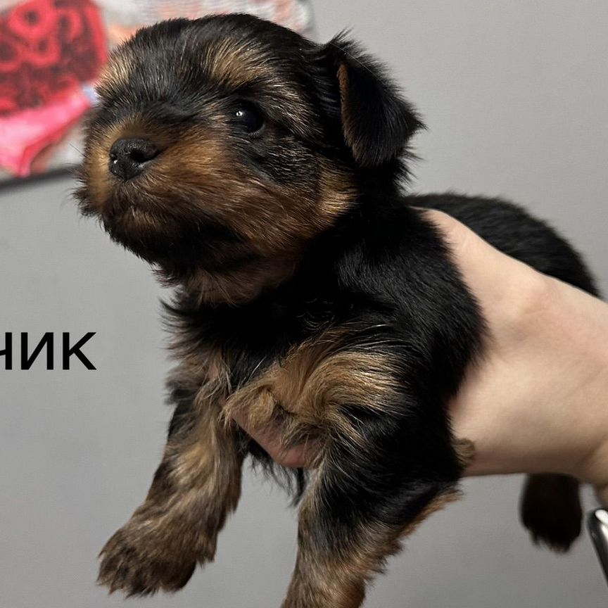 Йоркширский терьер, щенок