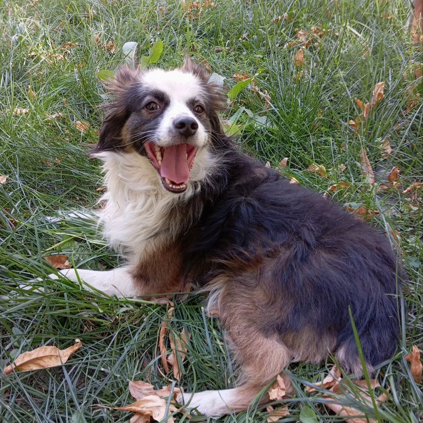 Красивая маленькая собачка