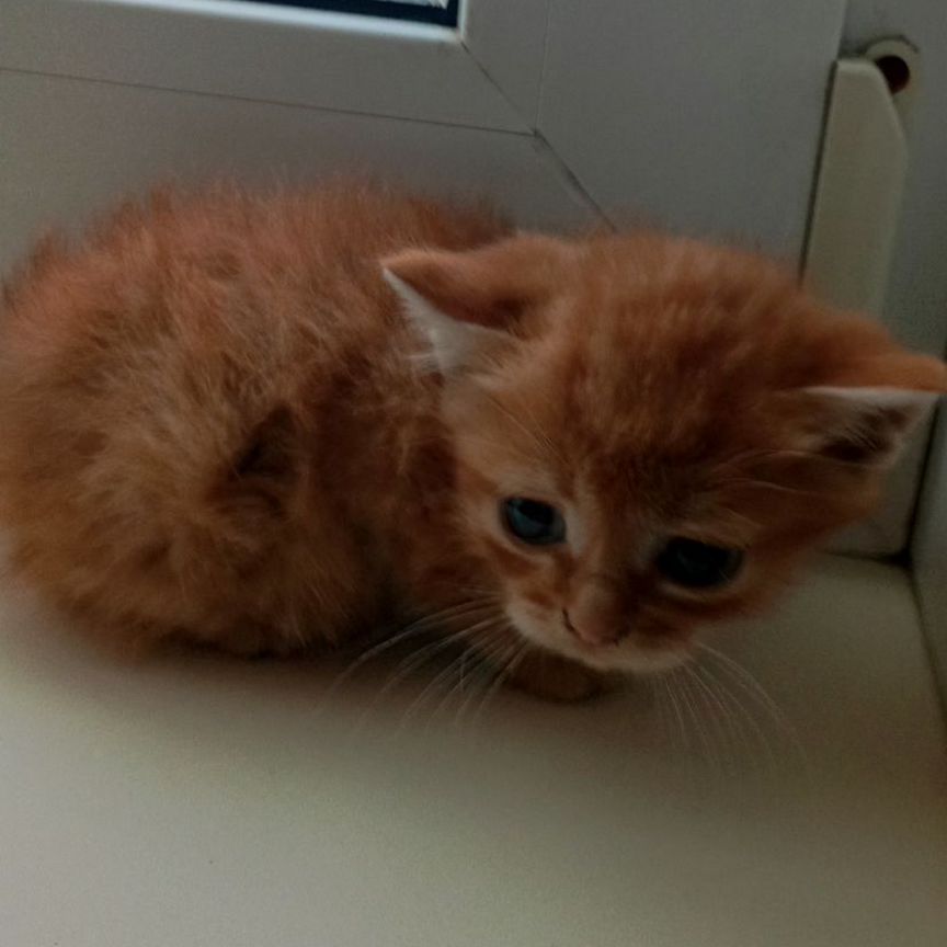 Шотландский вислоухий длинношёрстный котёнок