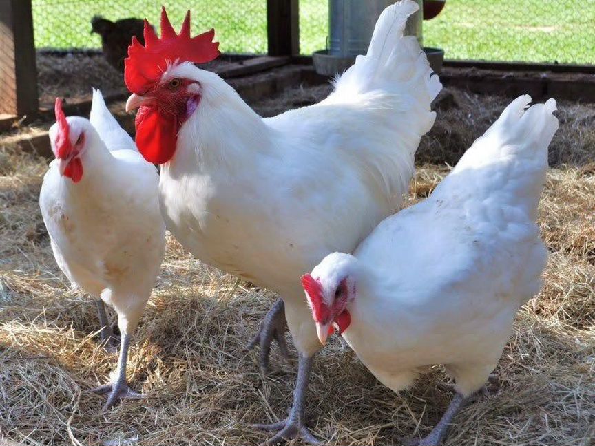 Продам ия кур Брессгальской породы и Виандот