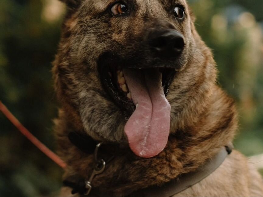 Тайгер из приюта