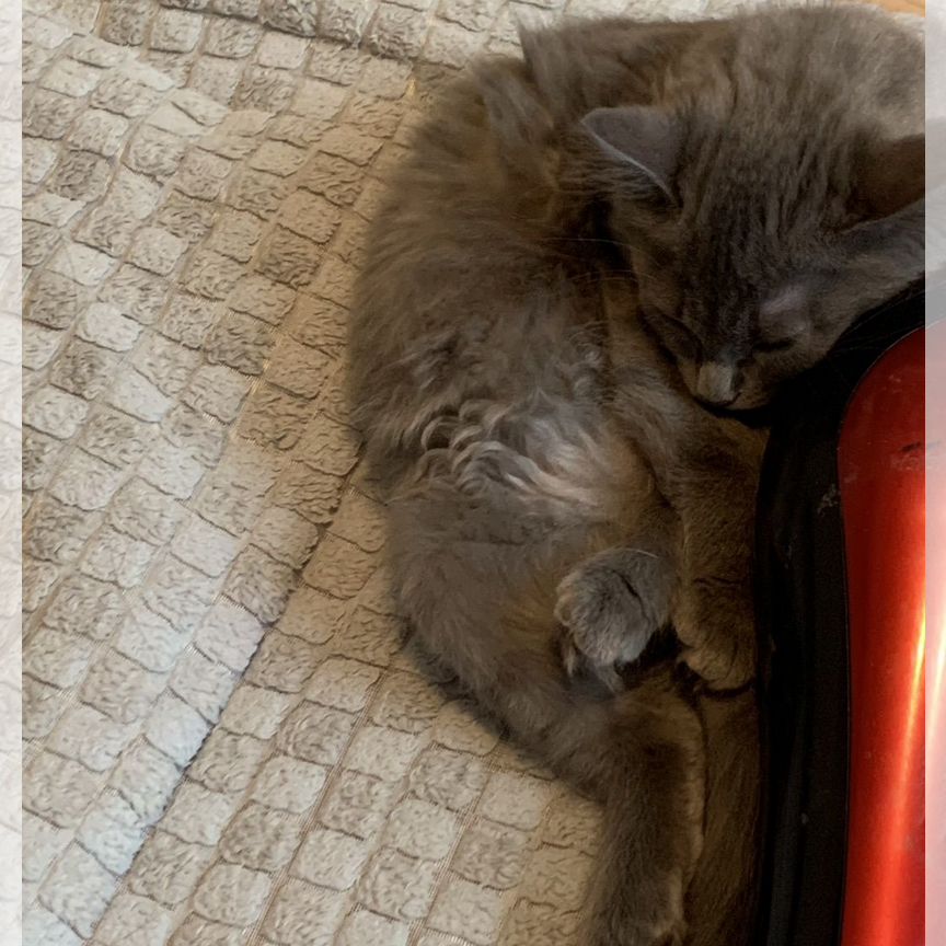 Кошка