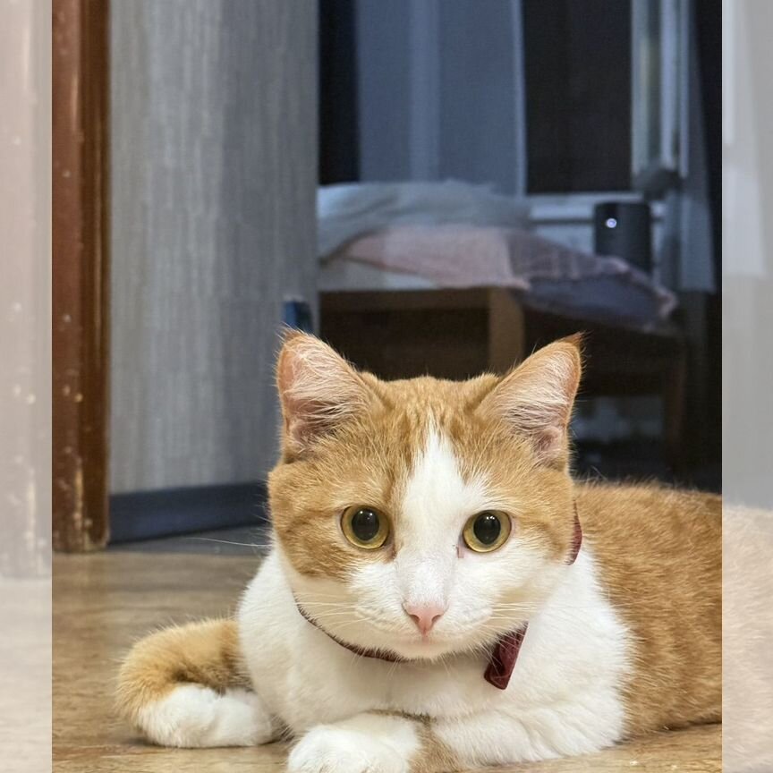 Европейский короткошёрстный, взрослый кот