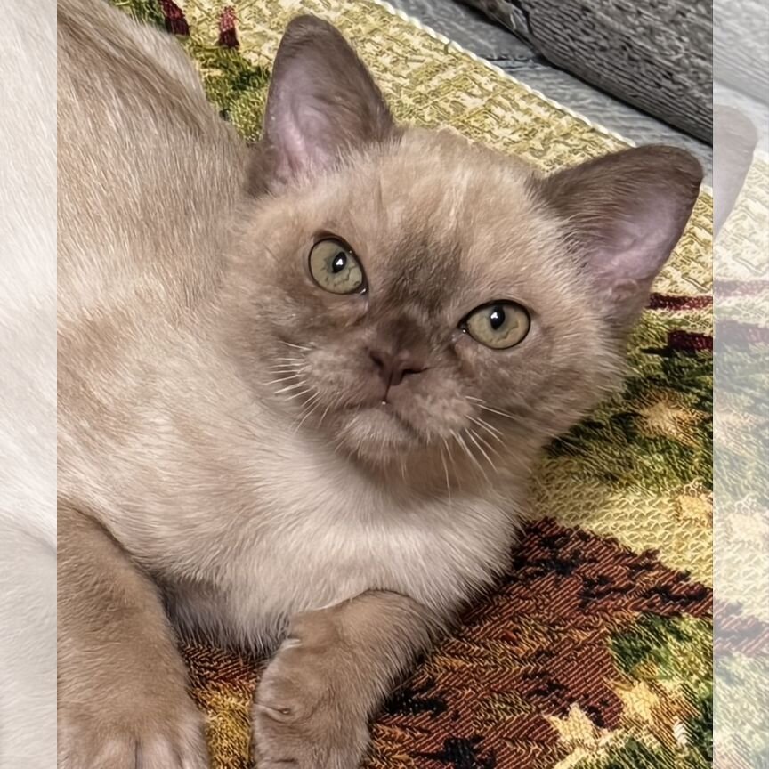 Европейский бурманский котёнок