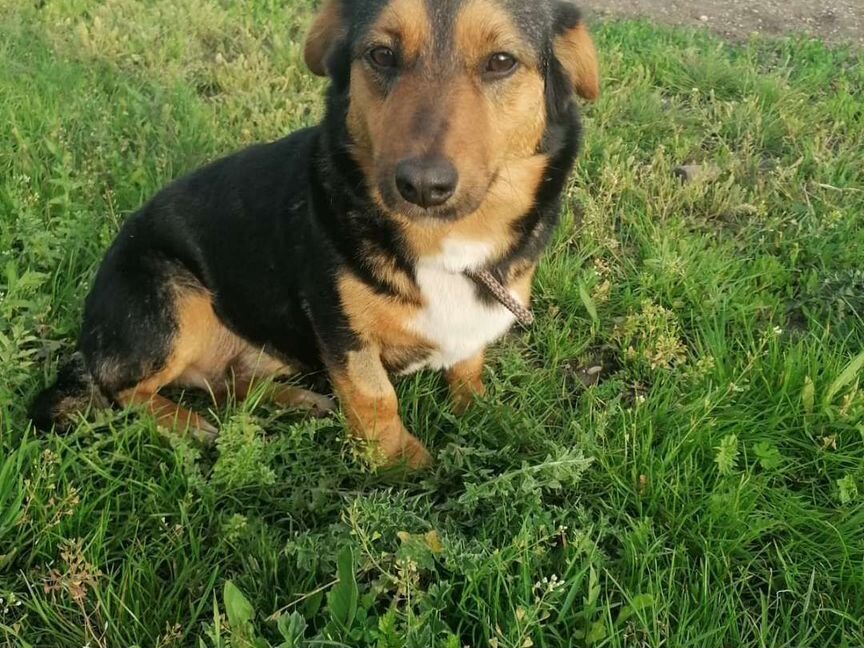 Милая Таксуля в самые лучшие руки