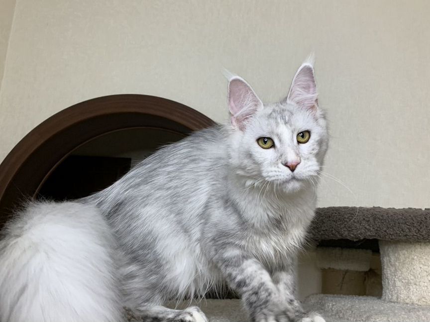 Котенок мейн-кун, серебро