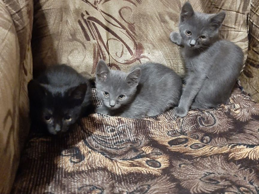 Котята русская голубая