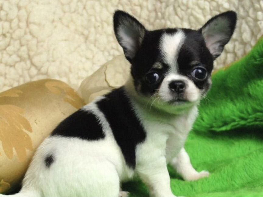 Чихуахуа щенок