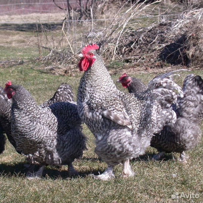 Куры мехеленская кукушка