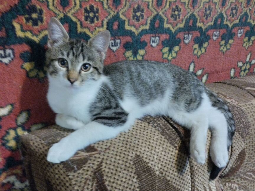 Котик Петруша ищет дом